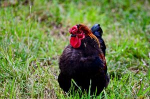 12 Gorgeous Red Chicken Breeds - Eco Peanut