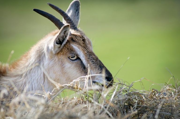 Best Hay for Goats: Selecting Good Quality Hay - Eco Peanut