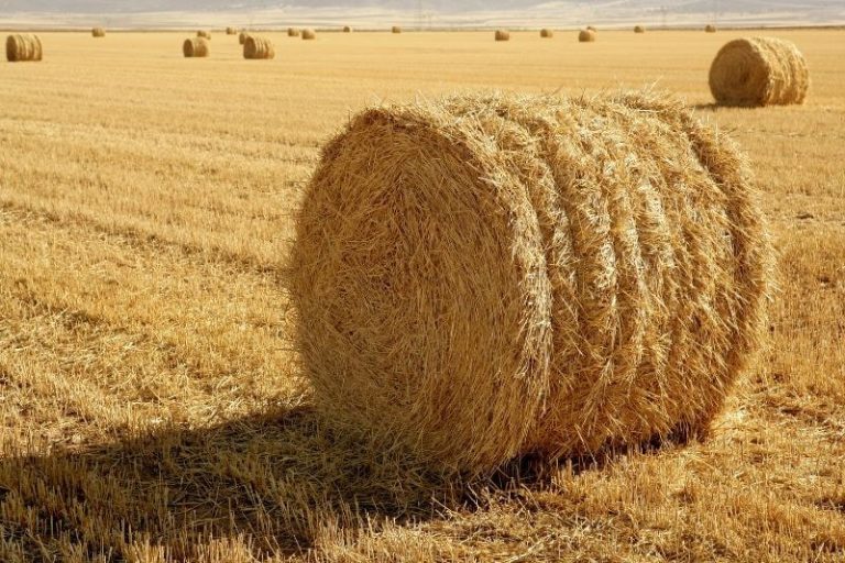 Best Hay for Goats: Selecting Good Quality Hay - Eco Peanut