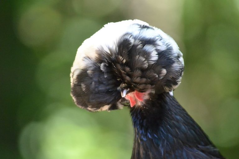 15 Most Fluffy Chicken Breeds - Eco Peanut