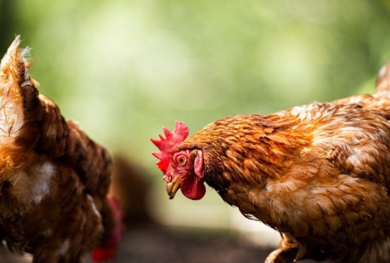 12 Gorgeous Red Chicken Breeds - Eco Peanut