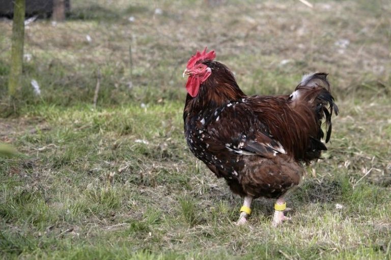 Jubilee Orpington Chickens: Complete Breed & Care Guide - Eco Peanut