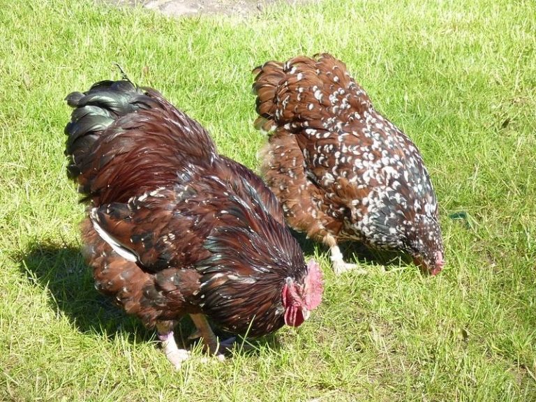 Jubilee Orpington Chickens: Complete Breed & Care Guide - Eco Peanut