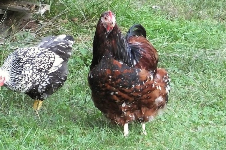 Jubilee Orpington Chickens: Complete Breed & Care Guide - Eco Peanut