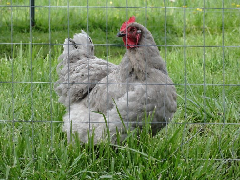 Lavender Orpington Chicken: Complete Breed Guide - Eco Peanut