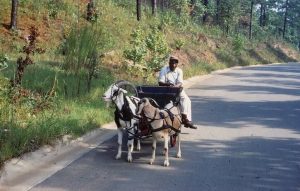 Working Goats: Can you Train Goats to Pull Carts? - Eco Peanut