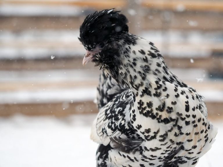 15 Most Fluffy Chicken Breeds - Eco Peanut