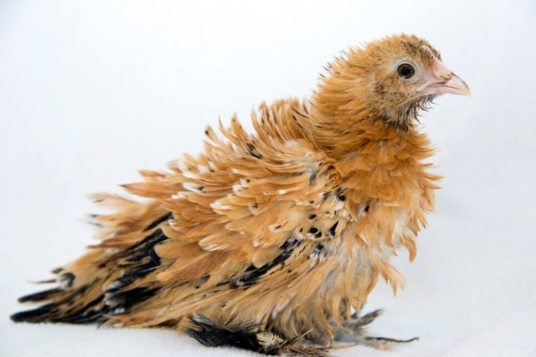 12 Gorgeous Red Chicken Breeds - Eco Peanut