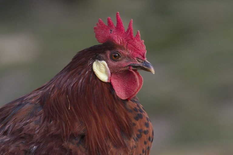 12 Gorgeous Red Chicken Breeds - Eco Peanut