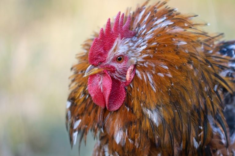 Swedish Flower Hens: Complete Chicken Breed Guide - Eco Peanut