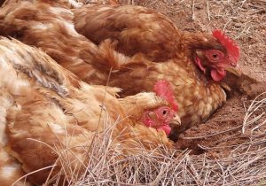12 Gorgeous Red Chicken Breeds - Eco Peanut