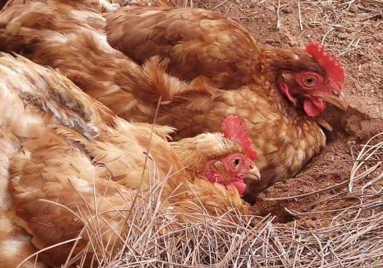 12 Gorgeous Red Chicken Breeds - Eco Peanut