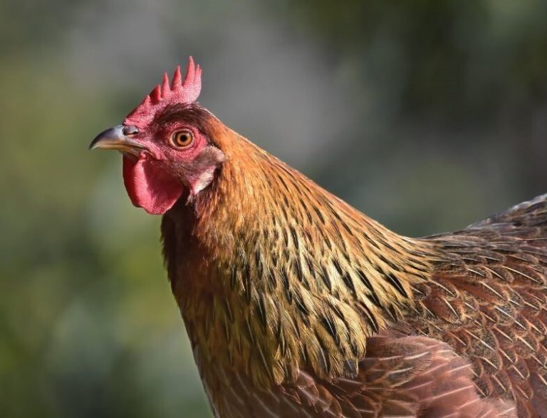 12 Gorgeous Red Chicken Breeds - Eco Peanut