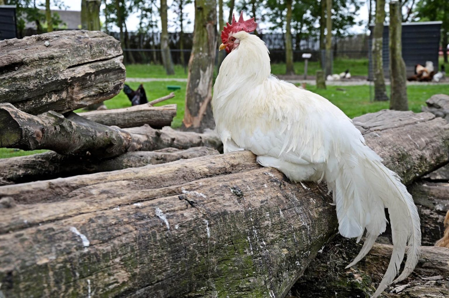 15 Most Fluffy Chicken Breeds - Eco Peanut