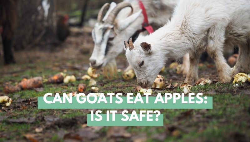 Can Goats Eat Apples? Is it Safe? - Eco Peanut