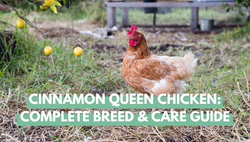 Cinnamon Queen Chicken: Complete Breed & Care Guide - Eco Peanut