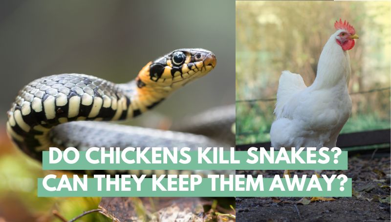 Do Chickens Kill Snakes? Can They Keep Them Away? - Eco Peanut