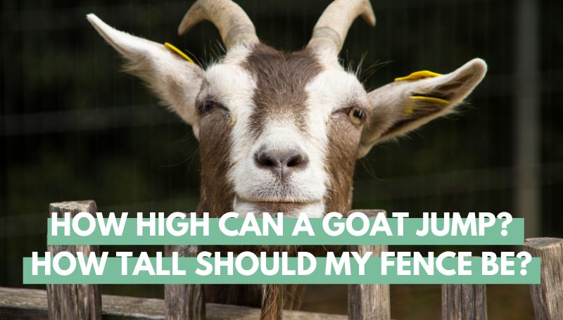 How high can a goat jump? How tall should my fence be? - Eco Peanut