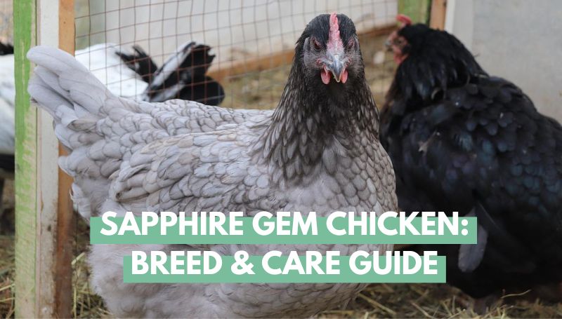 Sapphire Gem Chicken: Breed & Care Guide - Eco Peanut