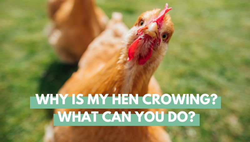 Why is My Hen Crowing? What Can You Do? - Eco Peanut