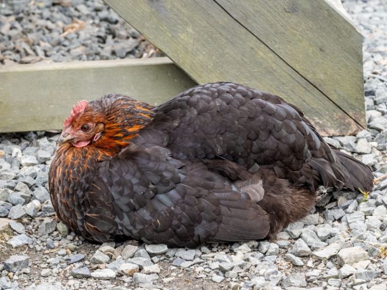 Black Star Chicken: Breed & Care Guide - Eco Peanut