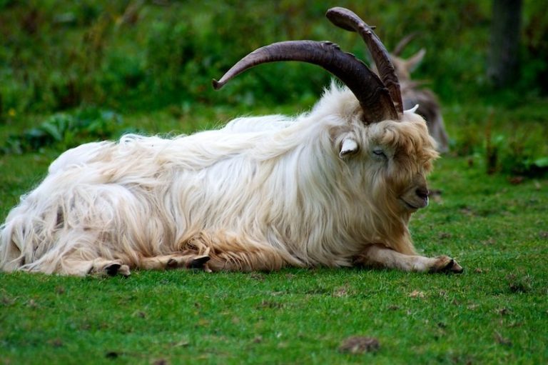 11 Gorgeous Long Haired Goat Breeds - Eco Peanut