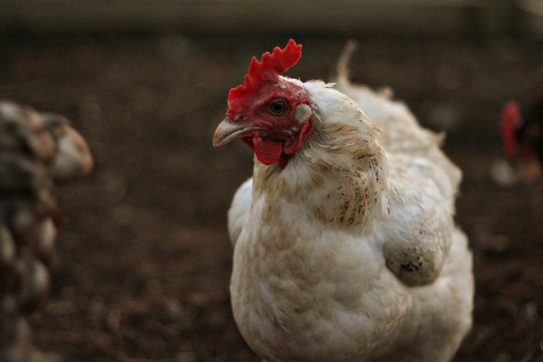 Top 10 Large Egg Laying Chickens - Eco Peanut
