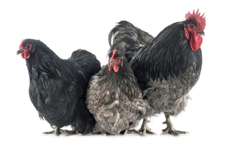 Black Orpington Chicken: Complete Breed & Care Guide - Eco Peanut