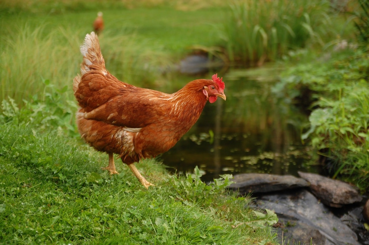 Top 10 Large Egg Laying Chickens - Eco Peanut