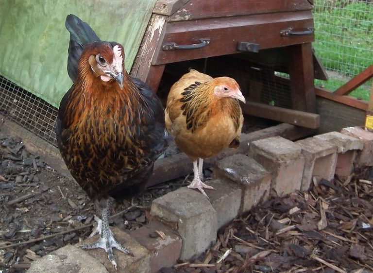 Black Star Chicken: Breed & Care Guide - Eco Peanut