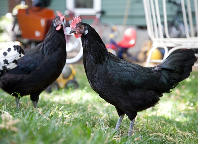 Top 10 Large Egg Laying Chickens - Eco Peanut