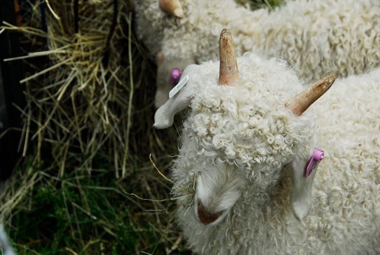 11 Gorgeous Long Haired Goat Breeds - Eco Peanut