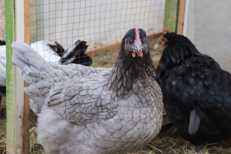 Sapphire Gem Chicken: Breed & Care Guide - Eco Peanut