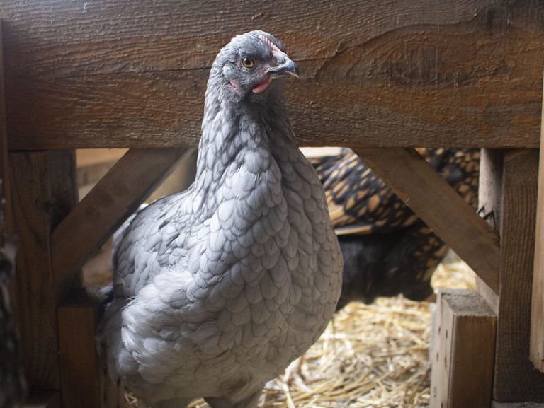 Sapphire Gem Chicken: Breed & Care Guide - Eco Peanut