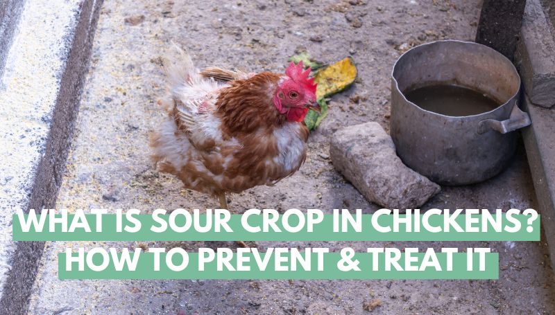 What is Sour Crop in Chickens? How to Prevent & Treat It - Eco Peanut