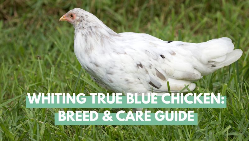 Whiting True Blue Chicken: Breed & Care Guide - Eco Peanut