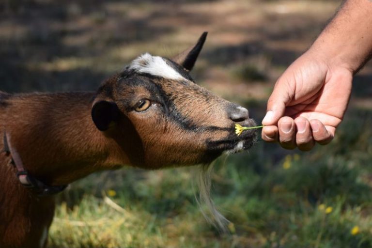 Nigerian Dwarf Goats: Complete Breed Guide - Eco Peanut