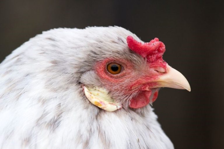 Whiting True Blue Chicken: Breed & Care Guide - Eco Peanut