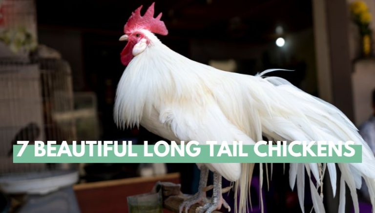 Raising Chickens - Eco Peanut