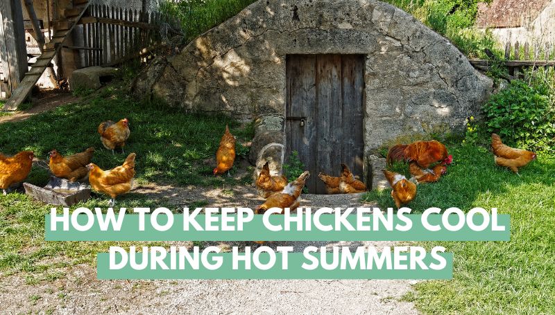 How to Keep Chickens Cool During Hot Summers - Eco Peanut