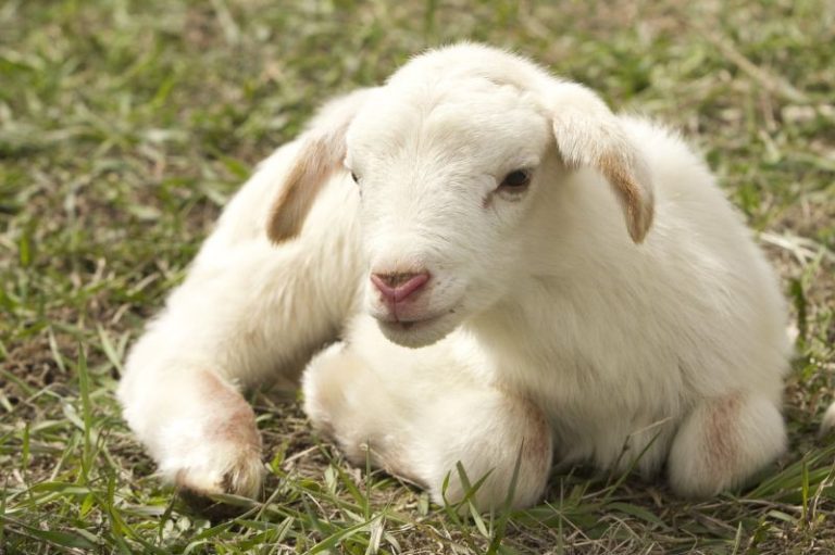 Goat vs. Lamb: What are the Differences? - Eco Peanut