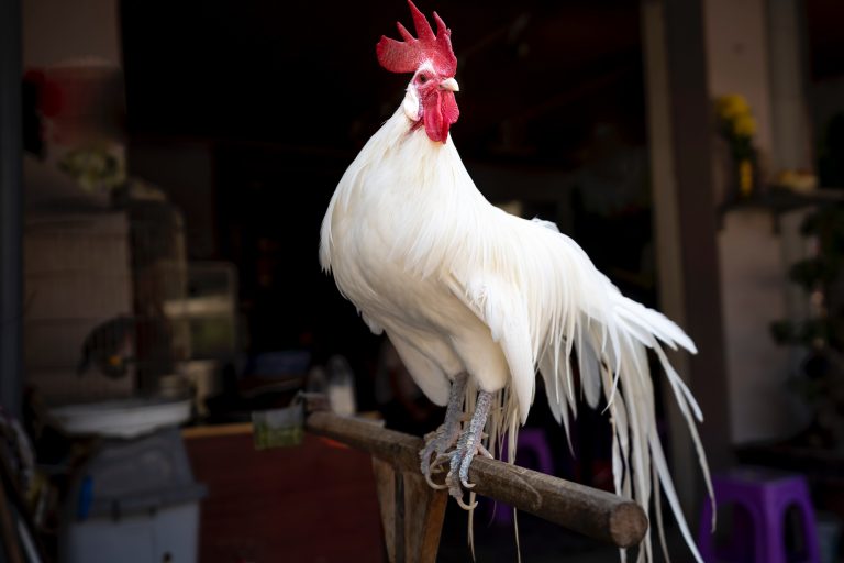 7 Beautiful Long Tail Chickens – Onagadori Included - Eco Peanut
