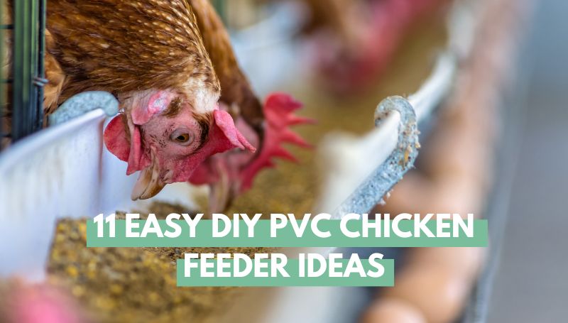 11 Easy DIY PVC Chicken Feeder Ideas - Eco Peanut