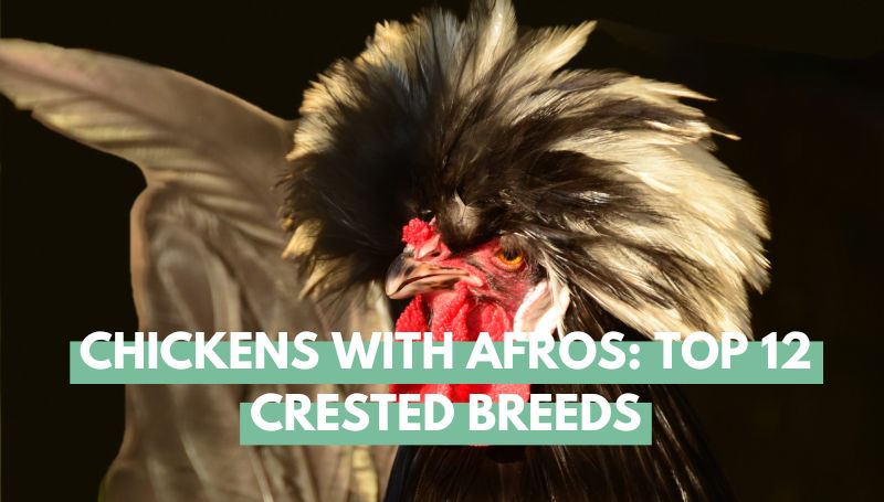 Chickens With Afros: Top 12 Crested Breeds - Eco Peanut