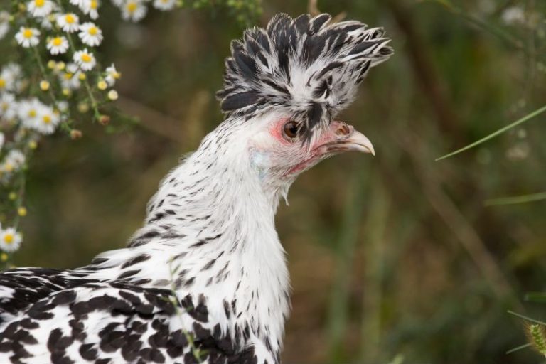 Chickens With Afros: Top 12 Crested Breeds - Eco Peanut