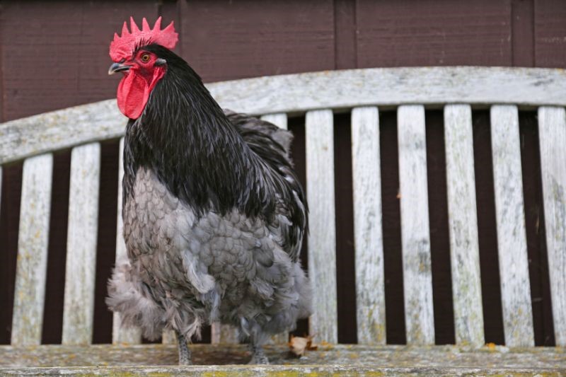 Top 14 Amazing Gray Chicken Breeds - Eco Peanut