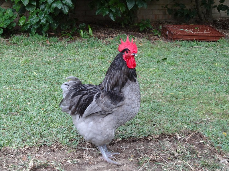 Top 14 Amazing Gray Chicken Breeds - Eco Peanut