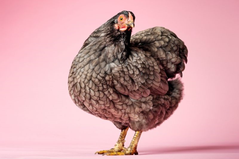 Top 14 Amazing Gray Chicken Breeds - Eco Peanut