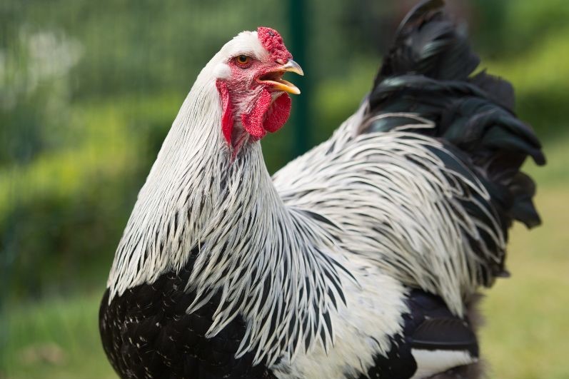 12 Types of Roosters + How to Pick the Right Breed For Your Flock - Eco ...