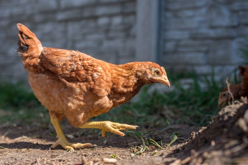 Why Is My Chicken Limping? 6 Most Common Reasons! - Eco Peanut